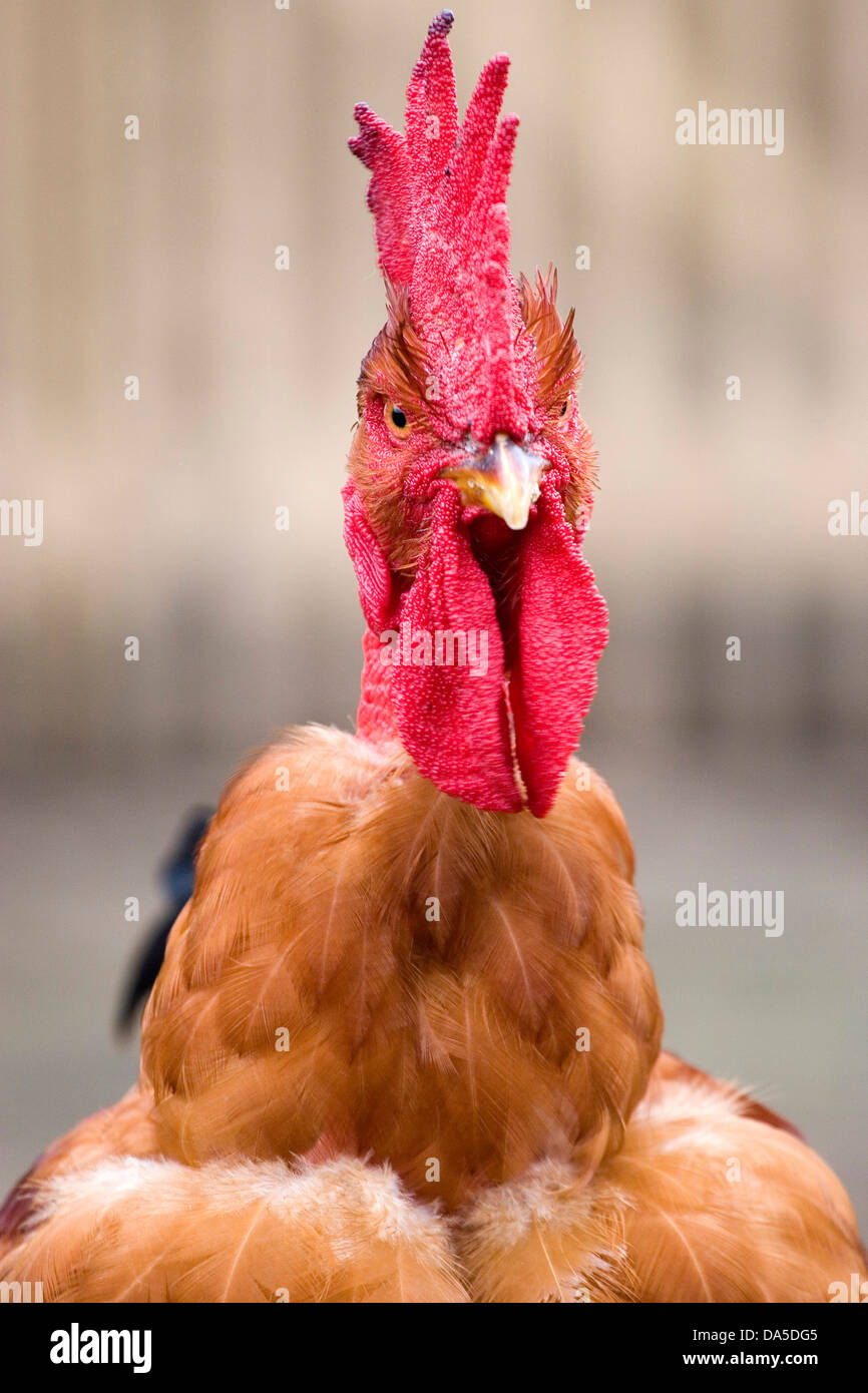 Angry rooster hi-res stock photography and images - Alamy