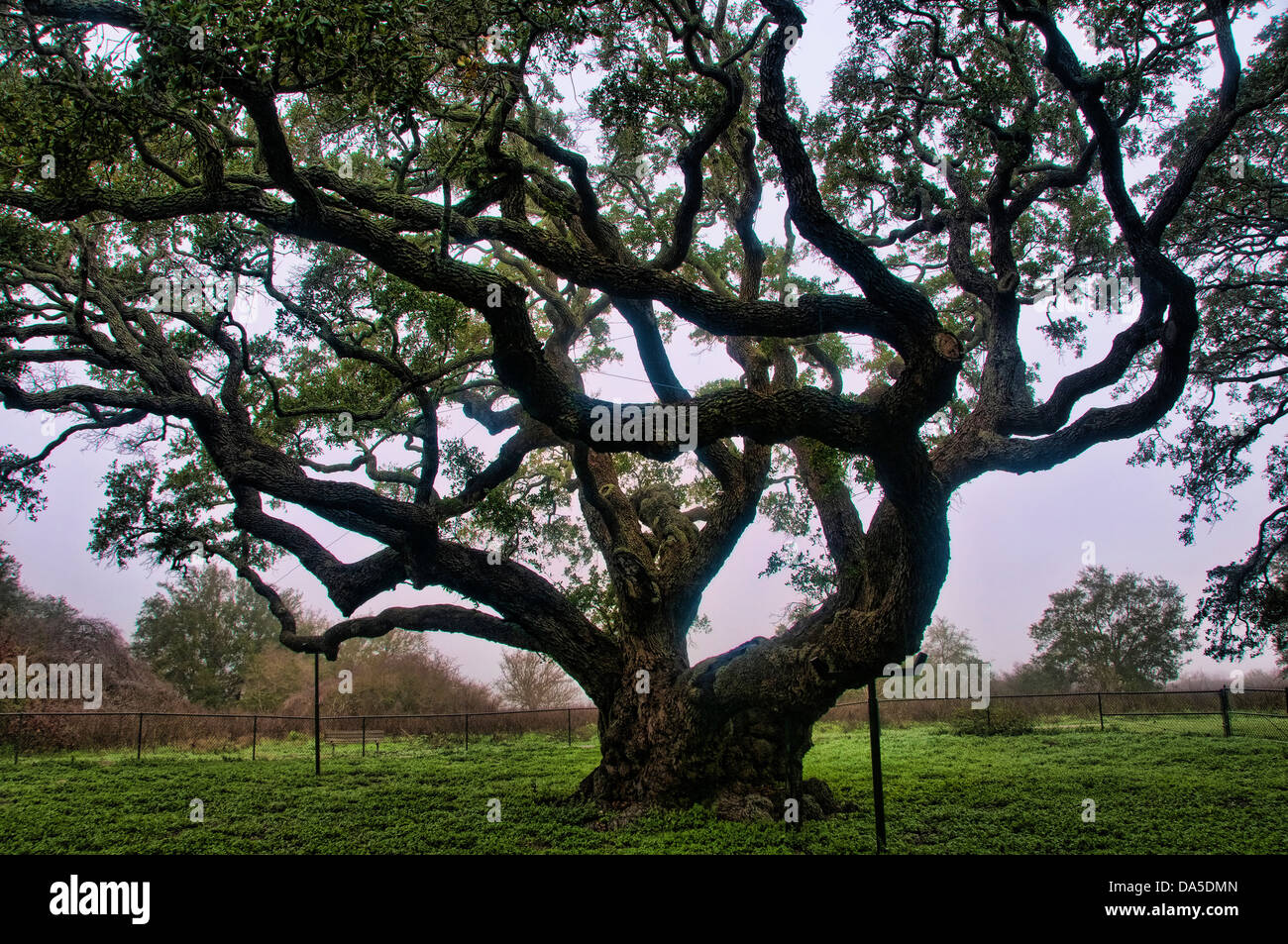 Texas oak tree hi-res stock photography and images - Alamy