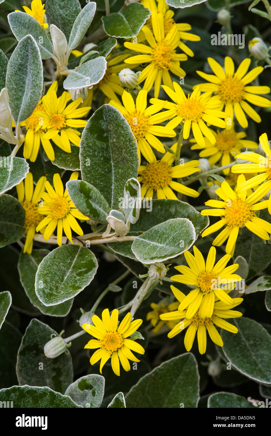 Brachyglottis hi-res stock photography and images - Alamy