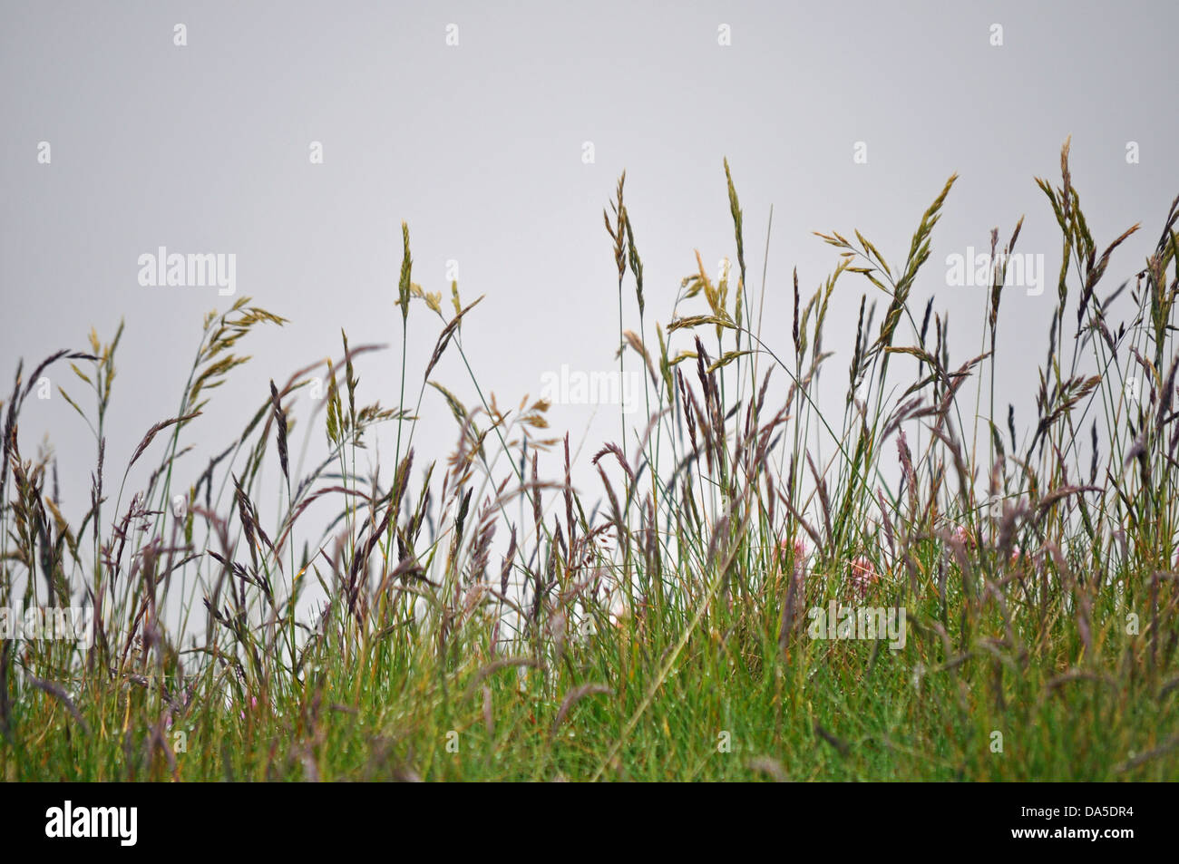 Grass on the edge of a cliff Stock Photo - Alamy