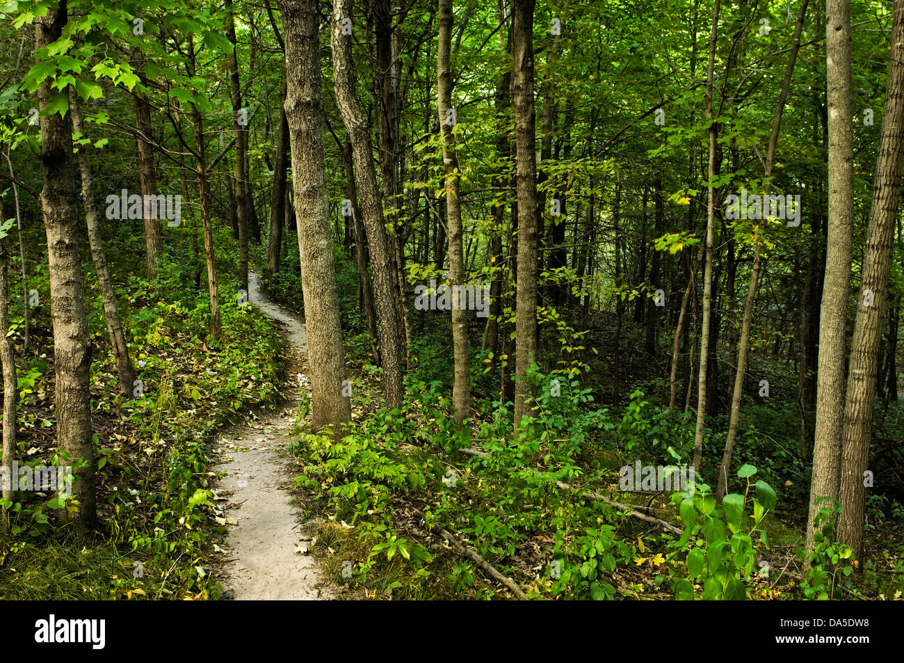 A hiking trail through lush, green mixed forest in central Minnesota ...