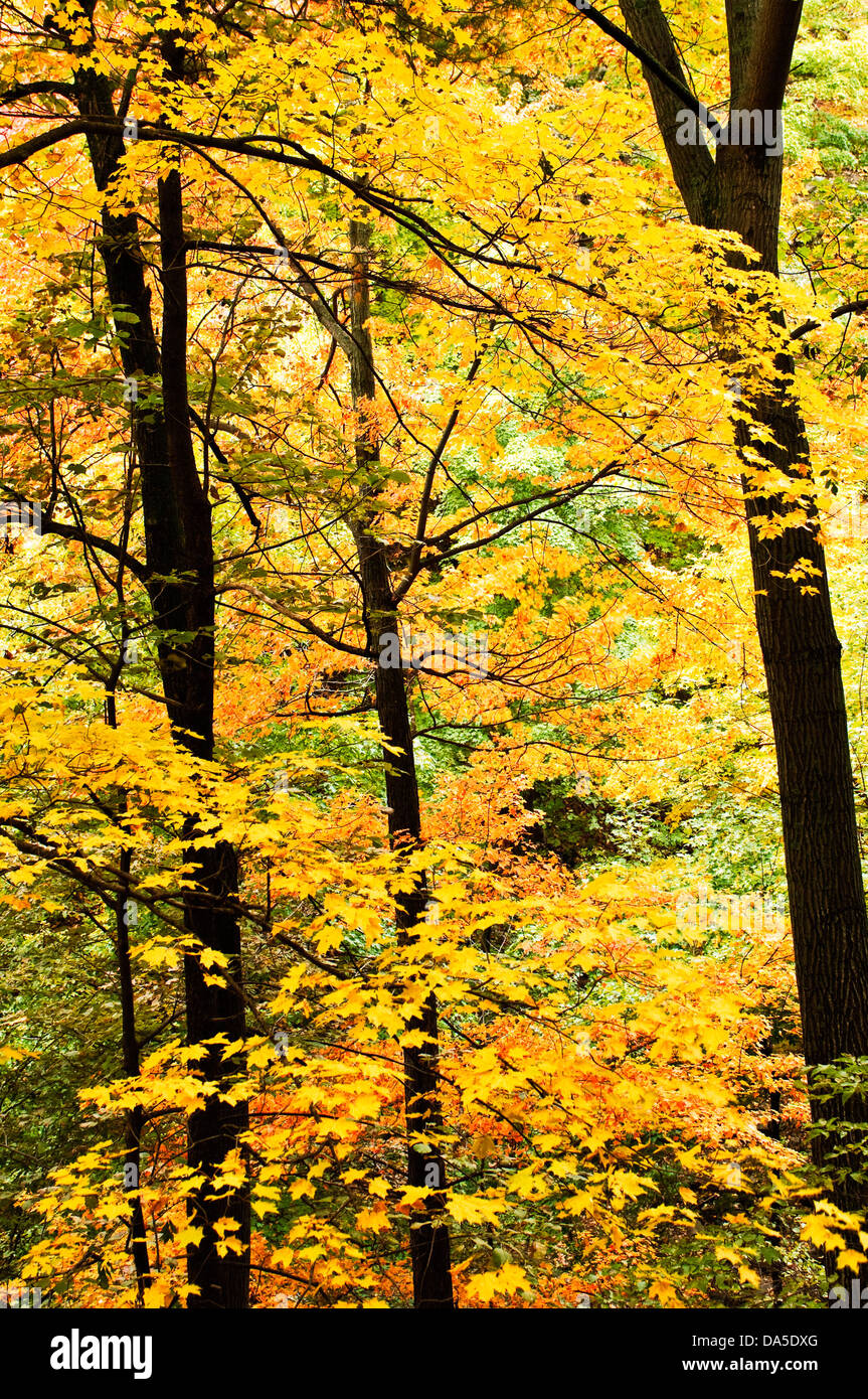 Colorful fall leaves Stock Photo - Alamy