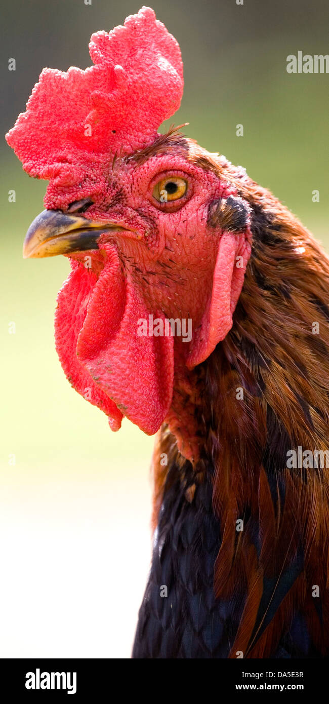 Chicken profile hi-res stock photography and images - Alamy