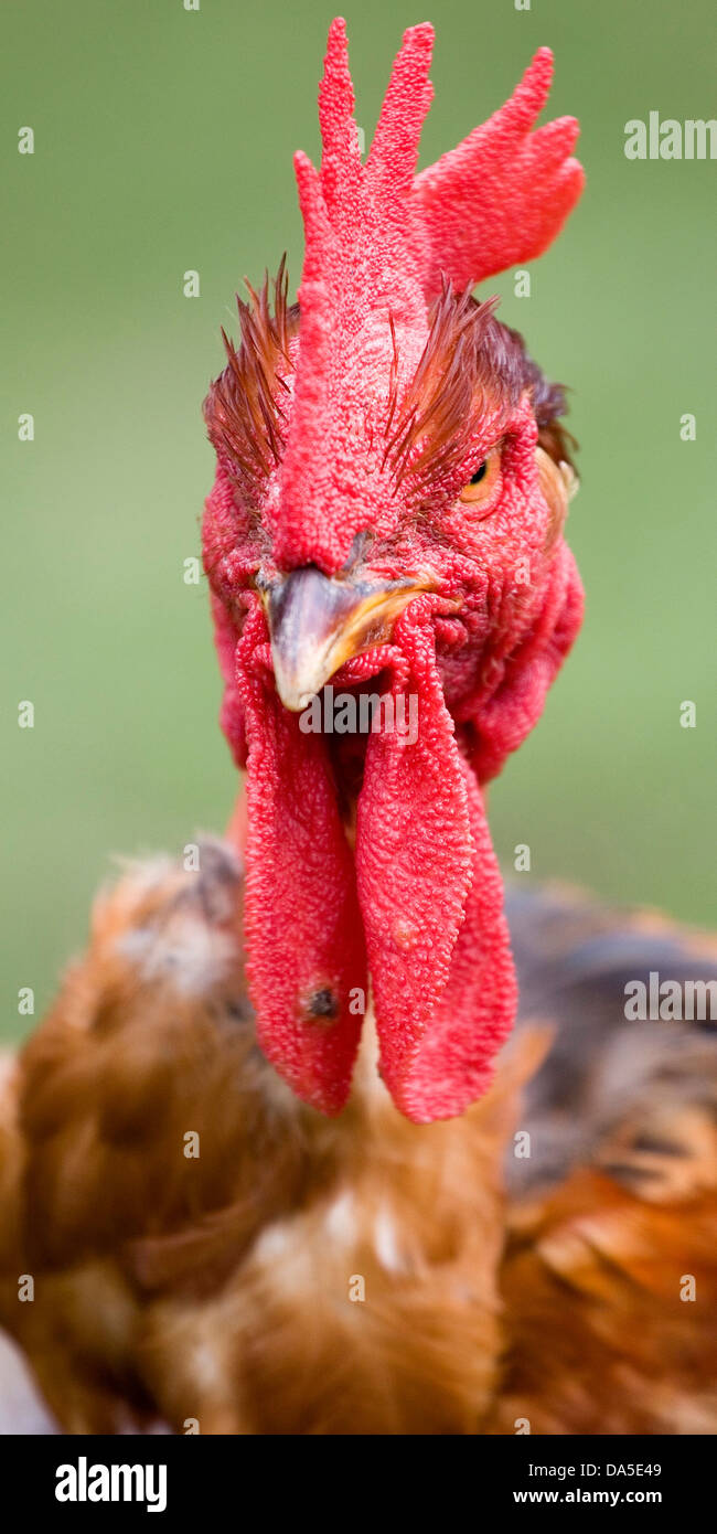 close up of chicken looking ahead, green background Stock Photo - Alamy