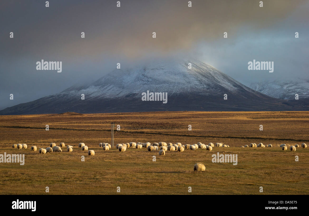 Sheep in iceland lambs pure hi-res stock photography and images - Alamy