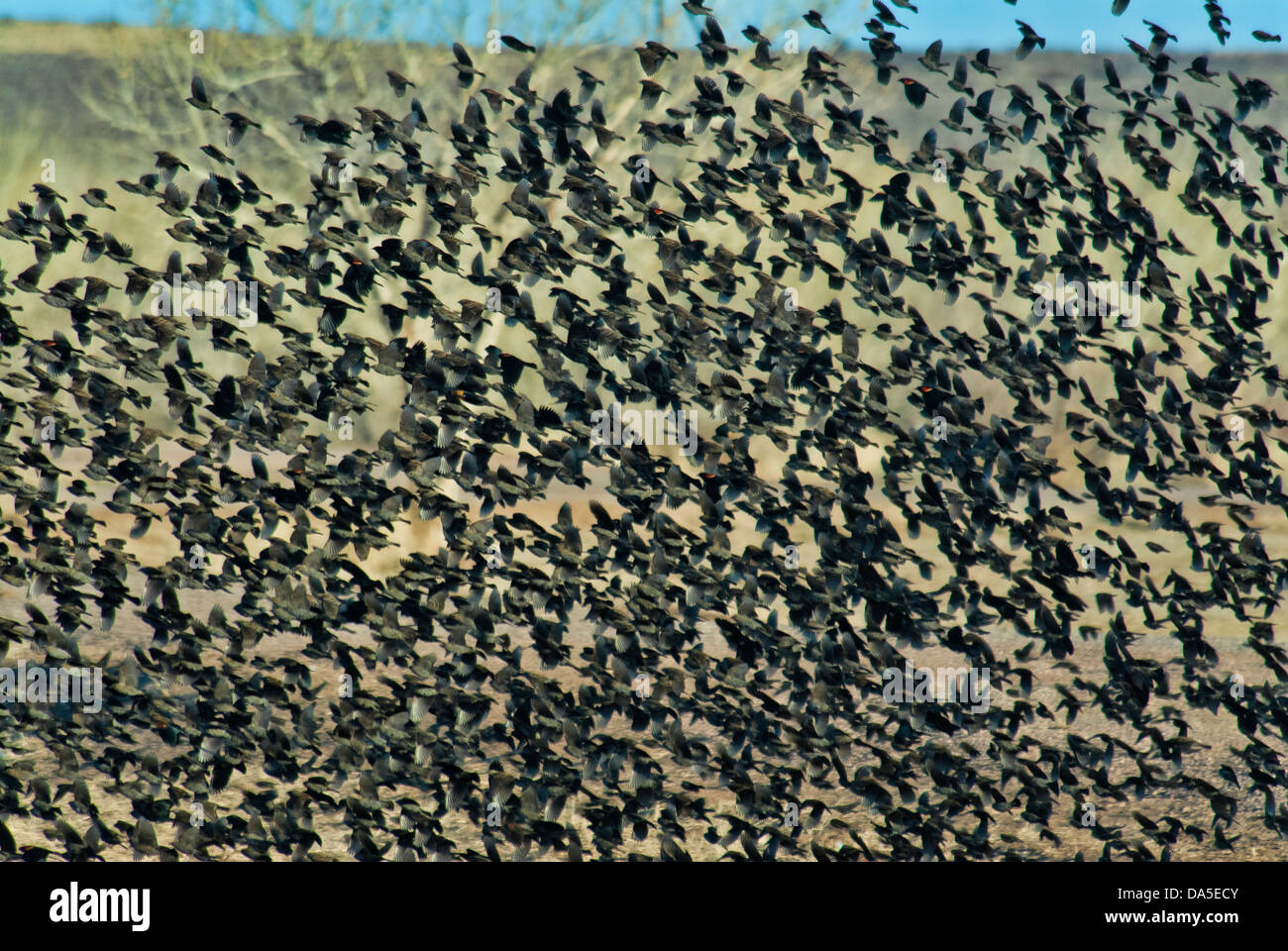 large, flock, blackbirds, cowbirds, bosque del apache, national ...
