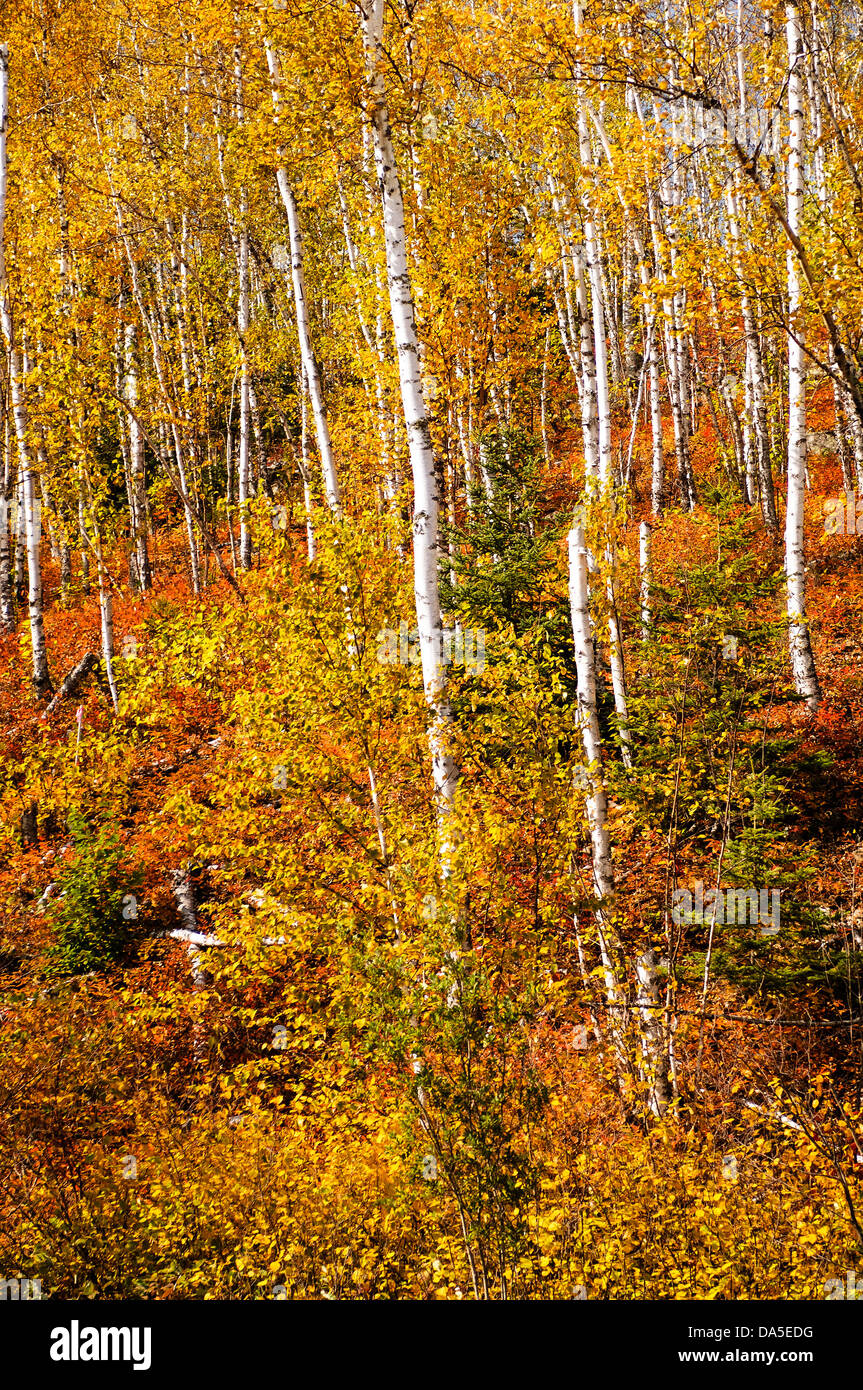 Colorful fall foliage on a hillside in Split Rock State Park Stock ...