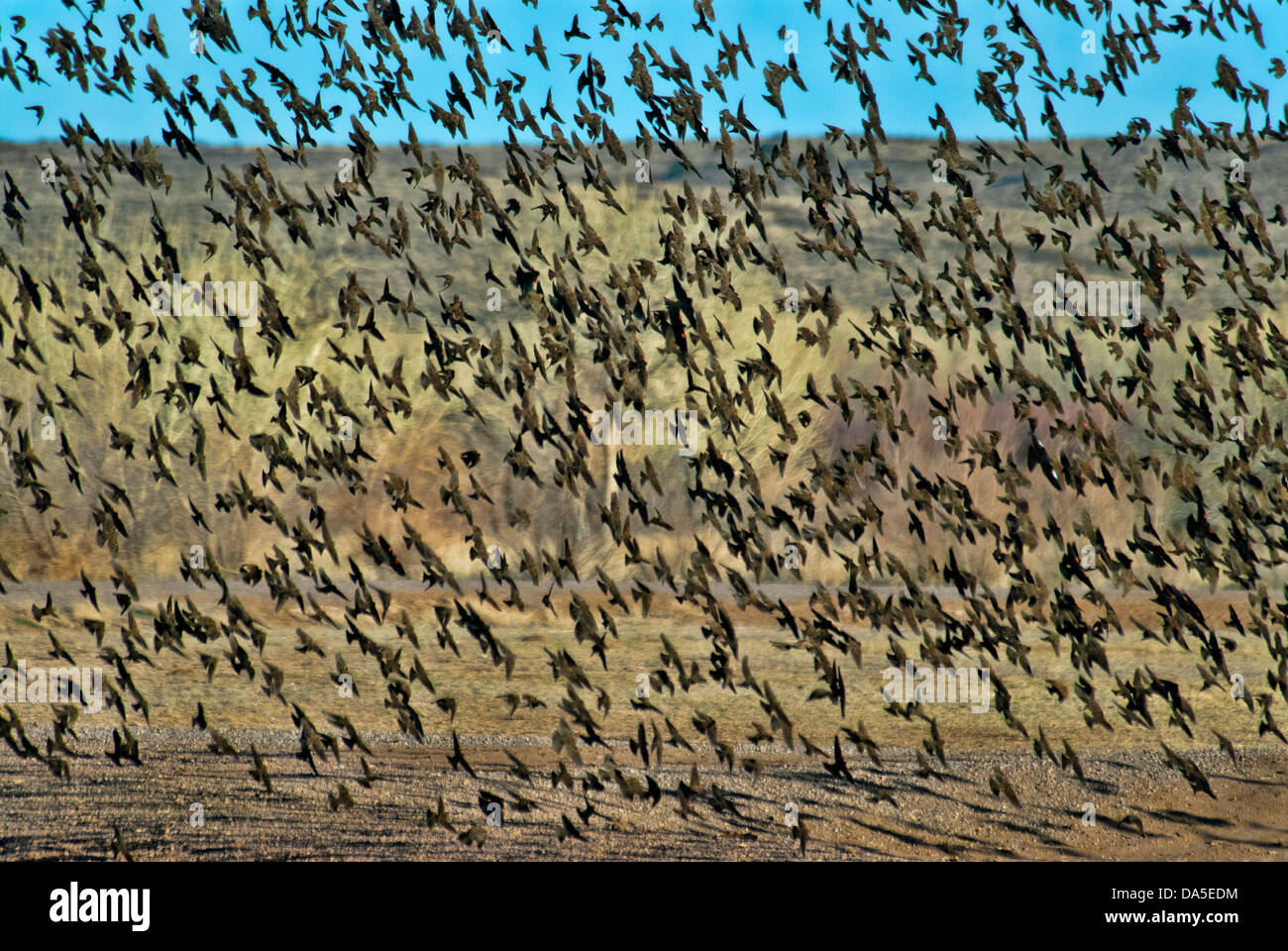 large, flock, blackbirds, cowbirds, bosque del apache, national ...