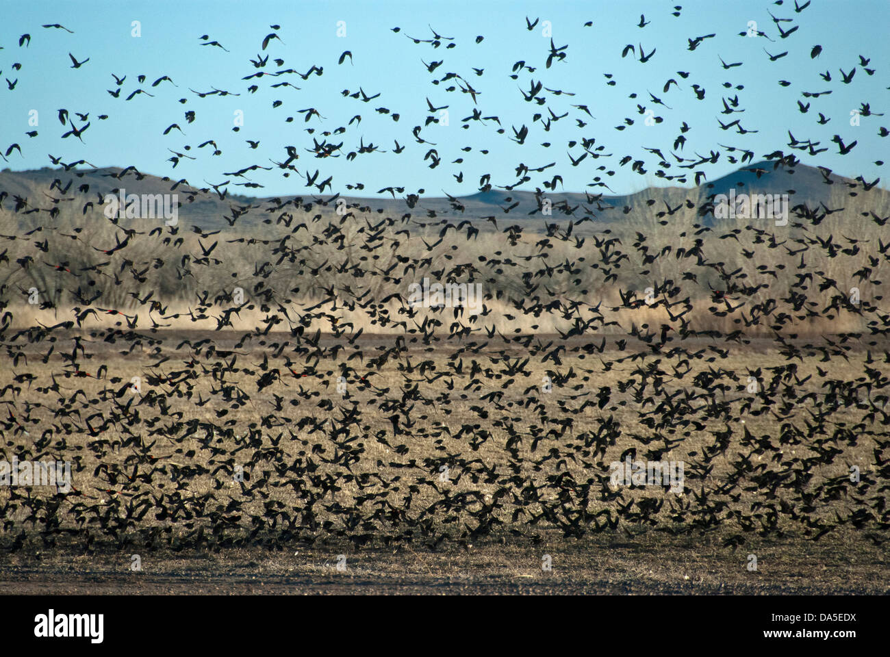 large, flock, blackbirds, cowbirds, bosque del apache, national ...