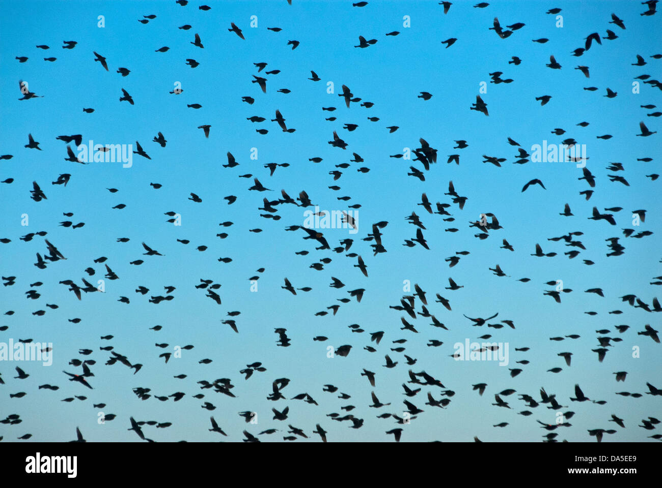 large, flock, blackbirds, cowbirds, bosque del apache, national ...