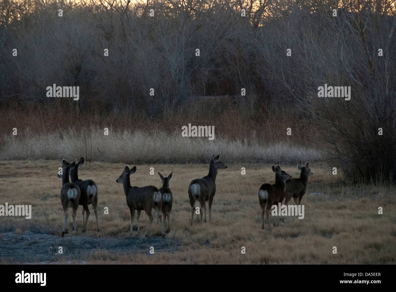 Bosque Del Apache Animal High Resolution Stock Photography and Images ...