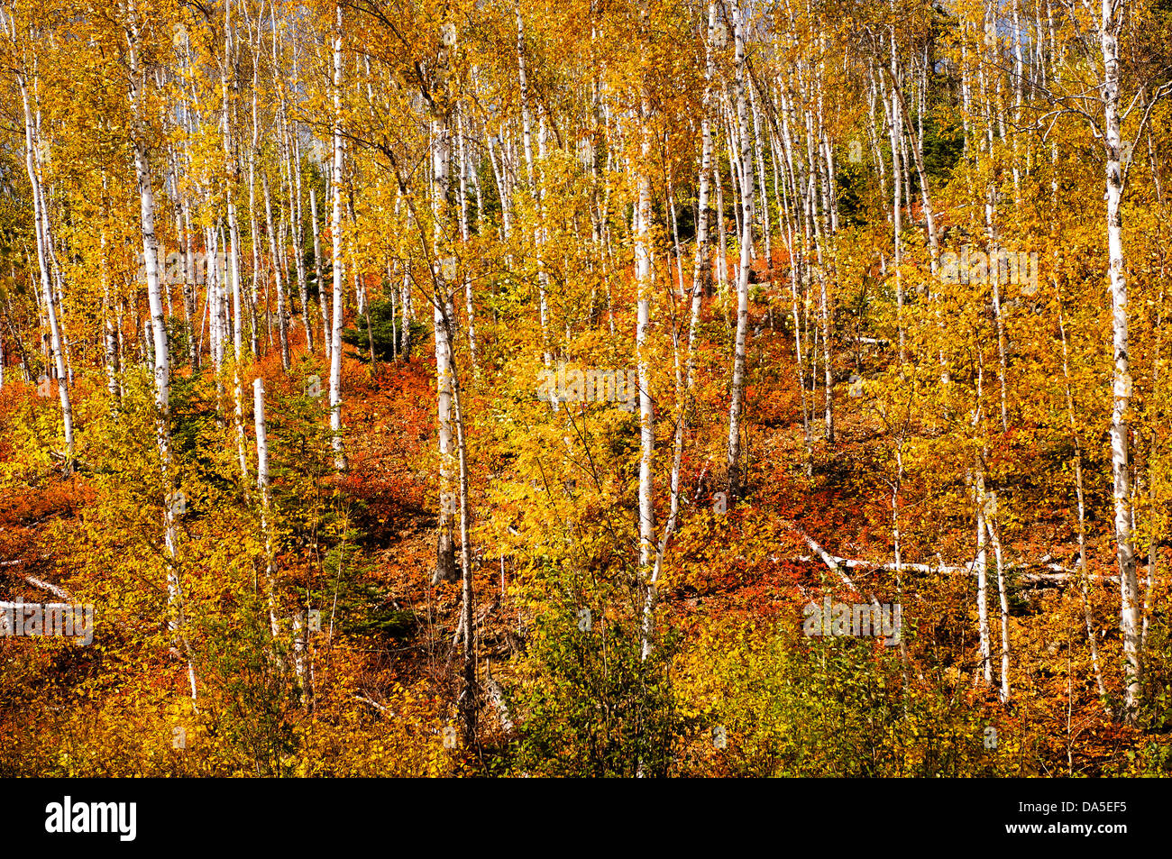 Colorful fall foliage on a hillside in Split Rock State Park Stock ...