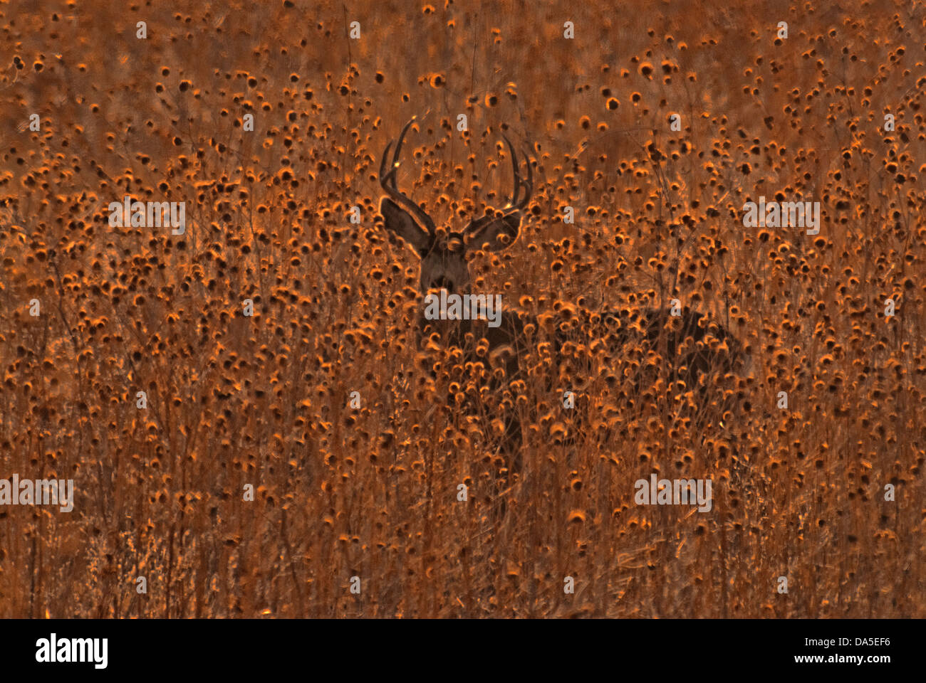 Bosque Del Apache Animal High Resolution Stock Photography and Images ...