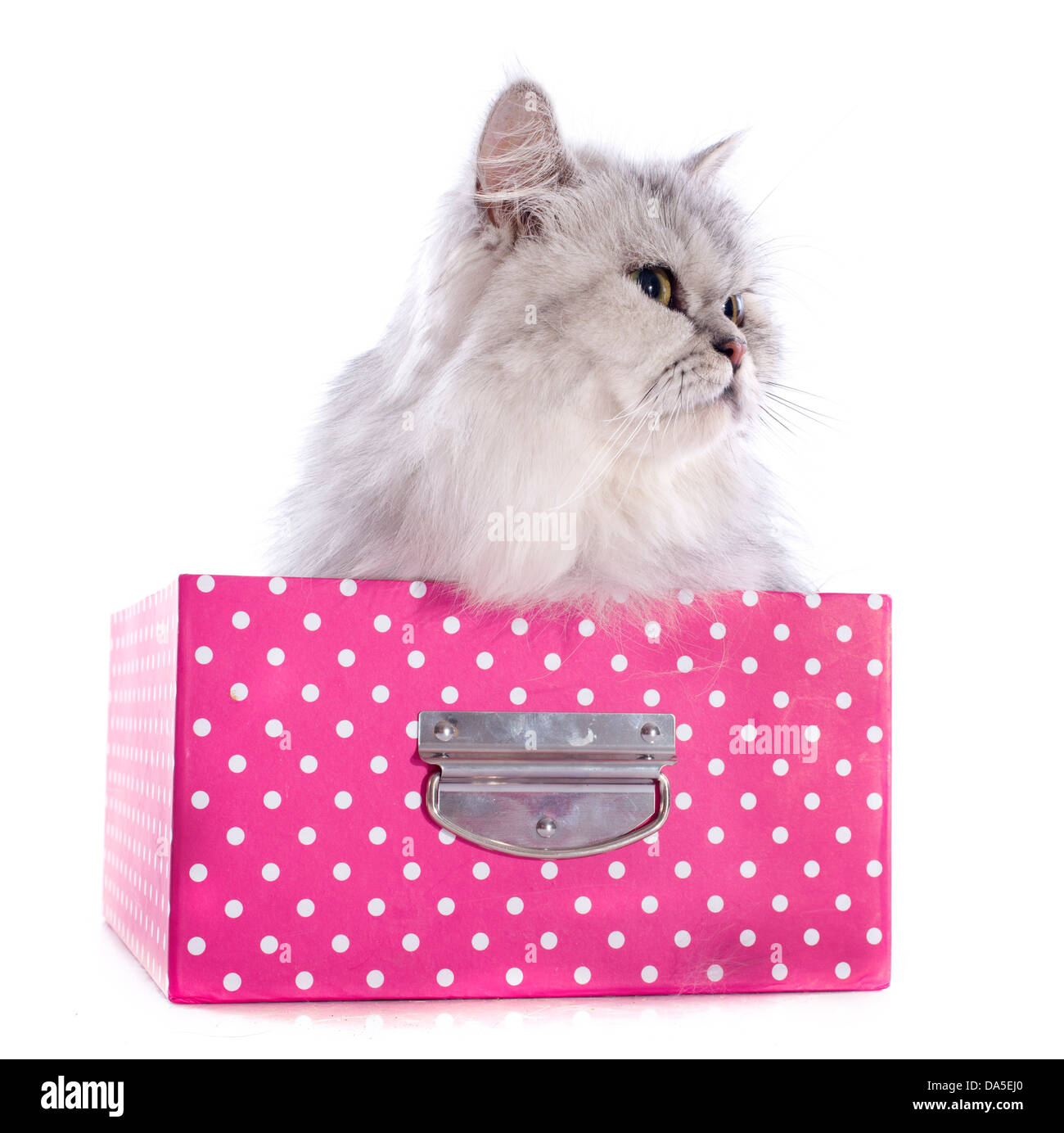 persian cat in box in front of a white background Stock Photo - Alamy
