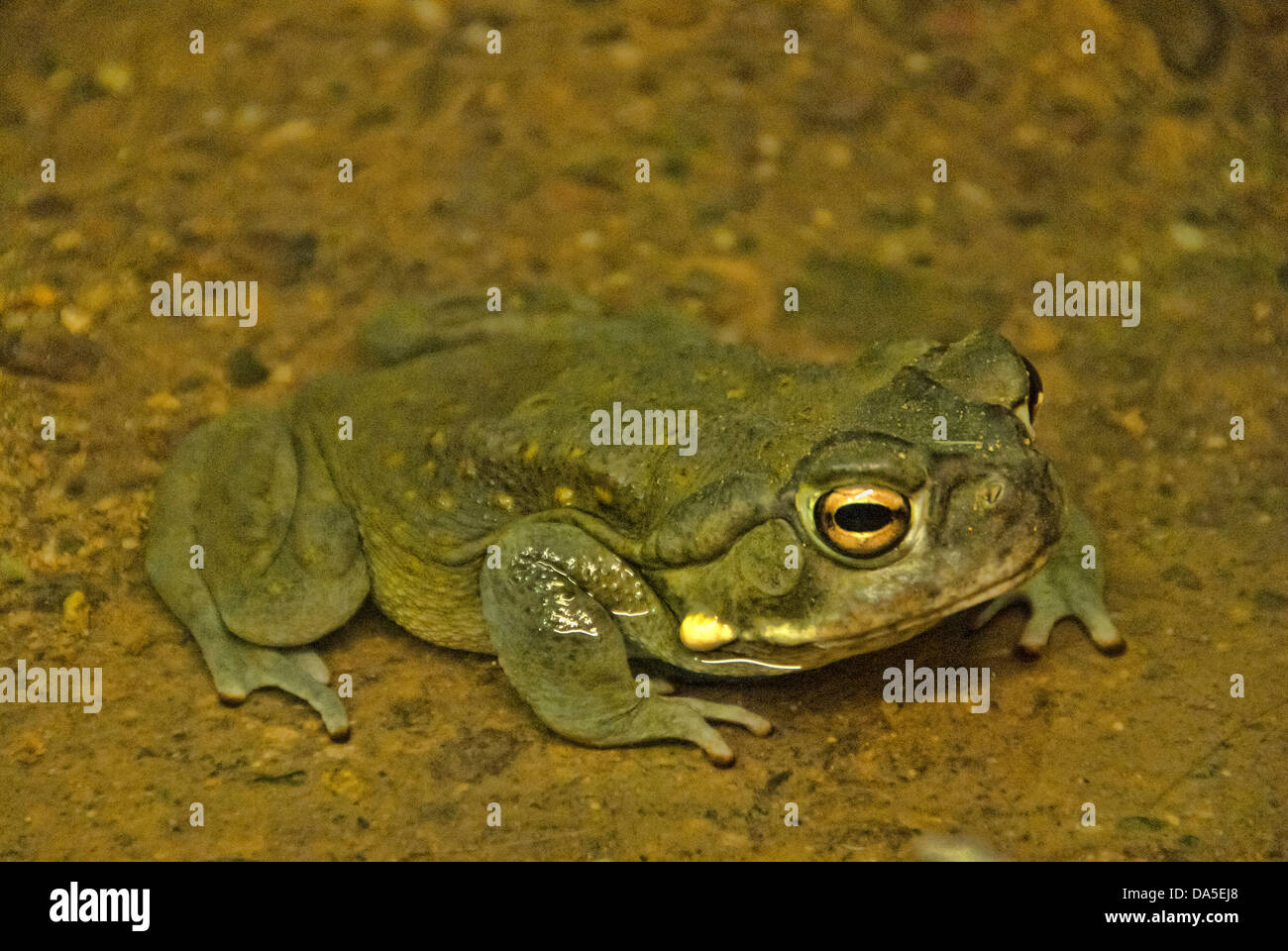 Sonoran desert toad, bufo alvarius, toad, animal, USA, United States ...