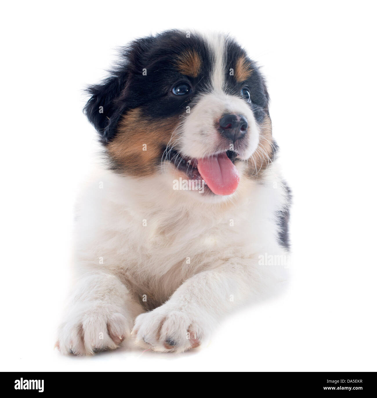 purebred puppy australian shepherd in front of white background Stock ...