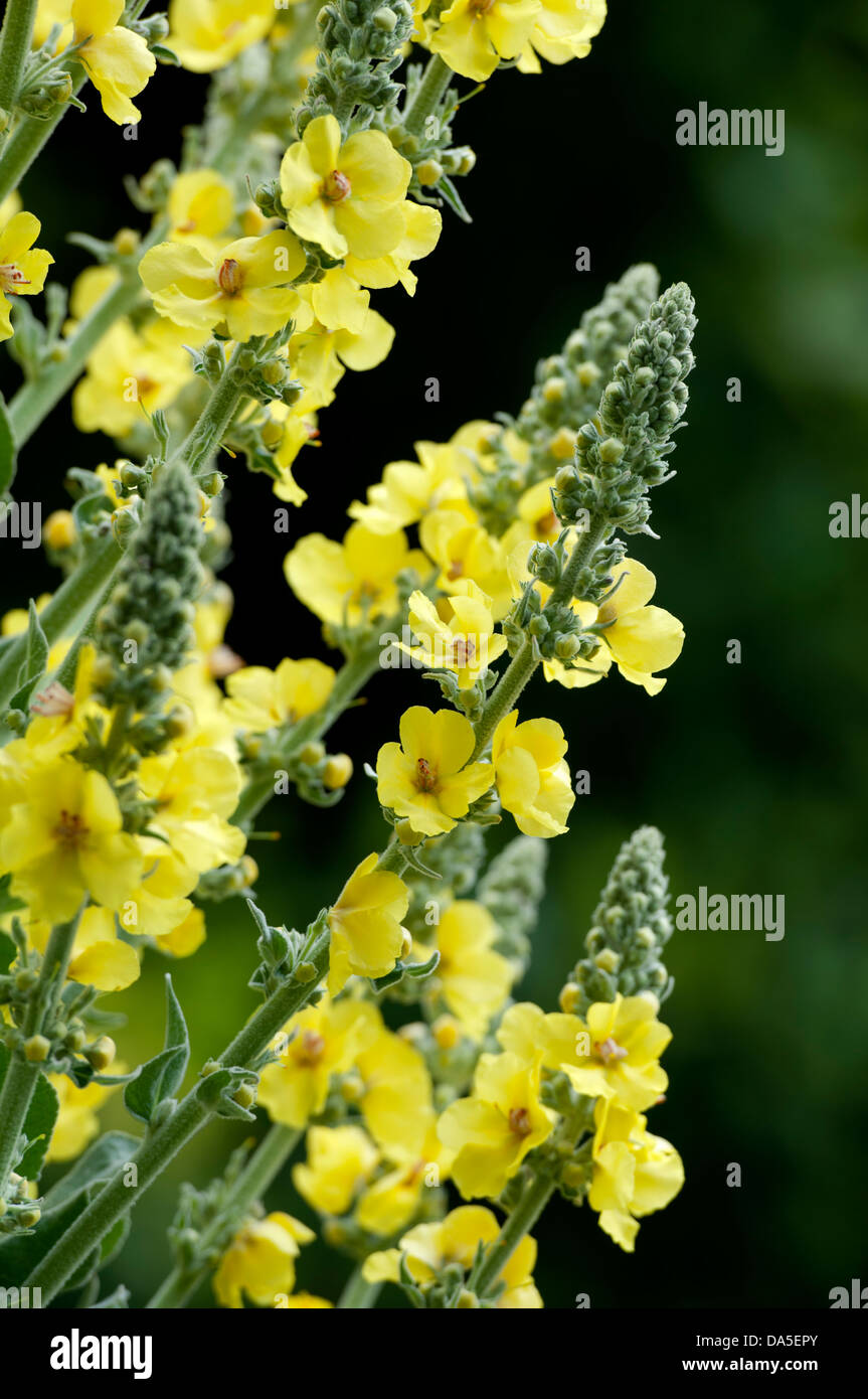 Mullein Flowers High Resolution Stock Photography and Images - Alamy