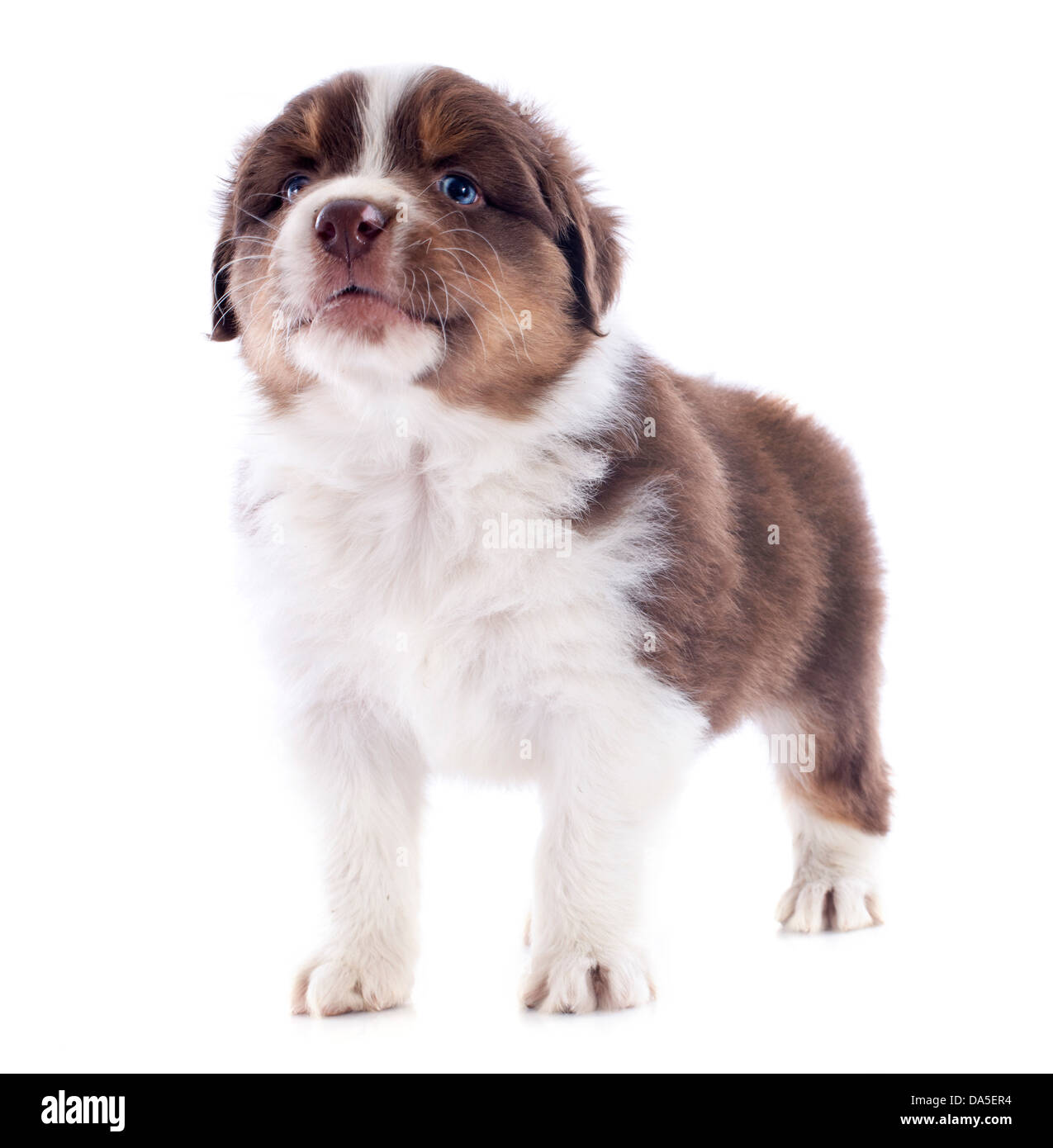 purebred puppy australian shepherd in front of white background Stock ...
