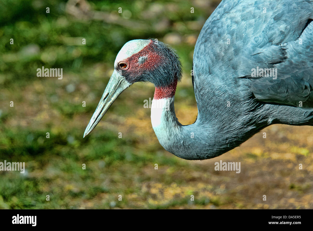 sarus crane, crane, bird, head, USA, United States, America Stock Photo ...