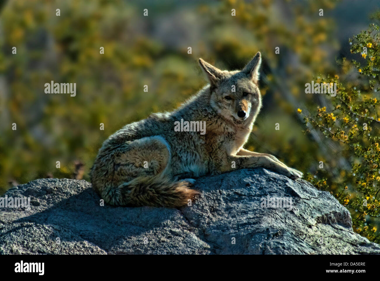Canis latrans latrans hi-res stock photography and images - Alamy