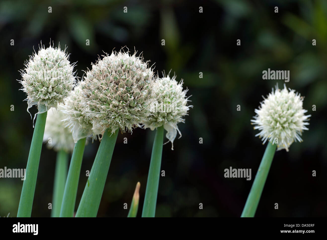 Allium fistulosum - Welsh Onion Stock Photo - Alamy