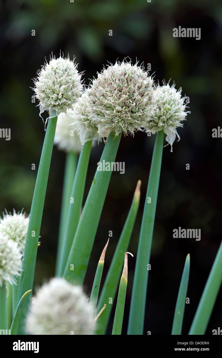 Allium fistulosum - Welsh Onion Stock Photo - Alamy