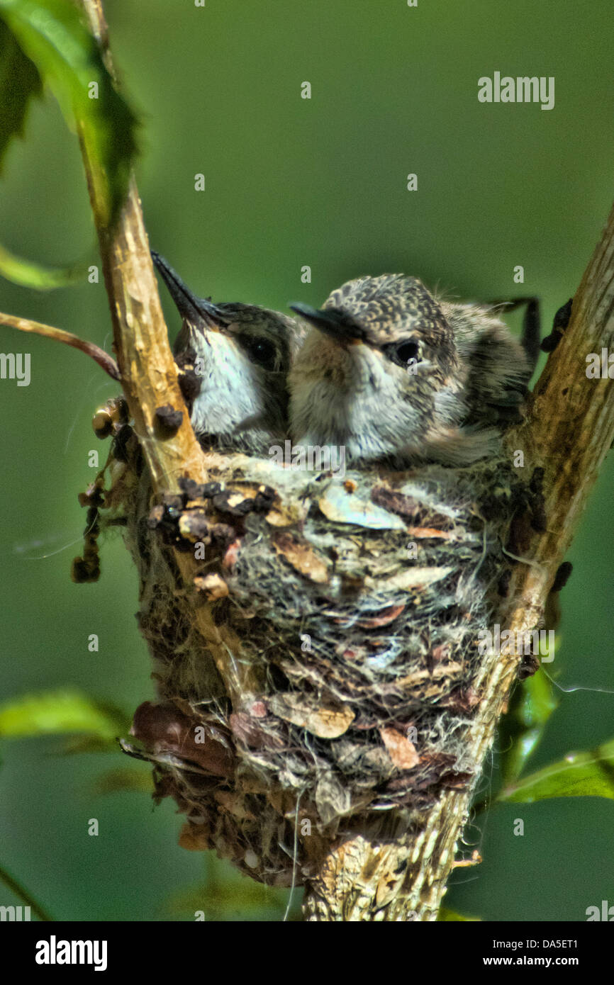 Nesting costas hummingbird hi-res stock photography and images - Alamy