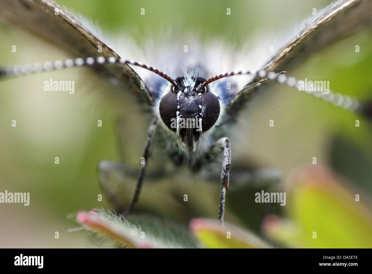 Butterfly face hi-res stock photography and images - Alamy