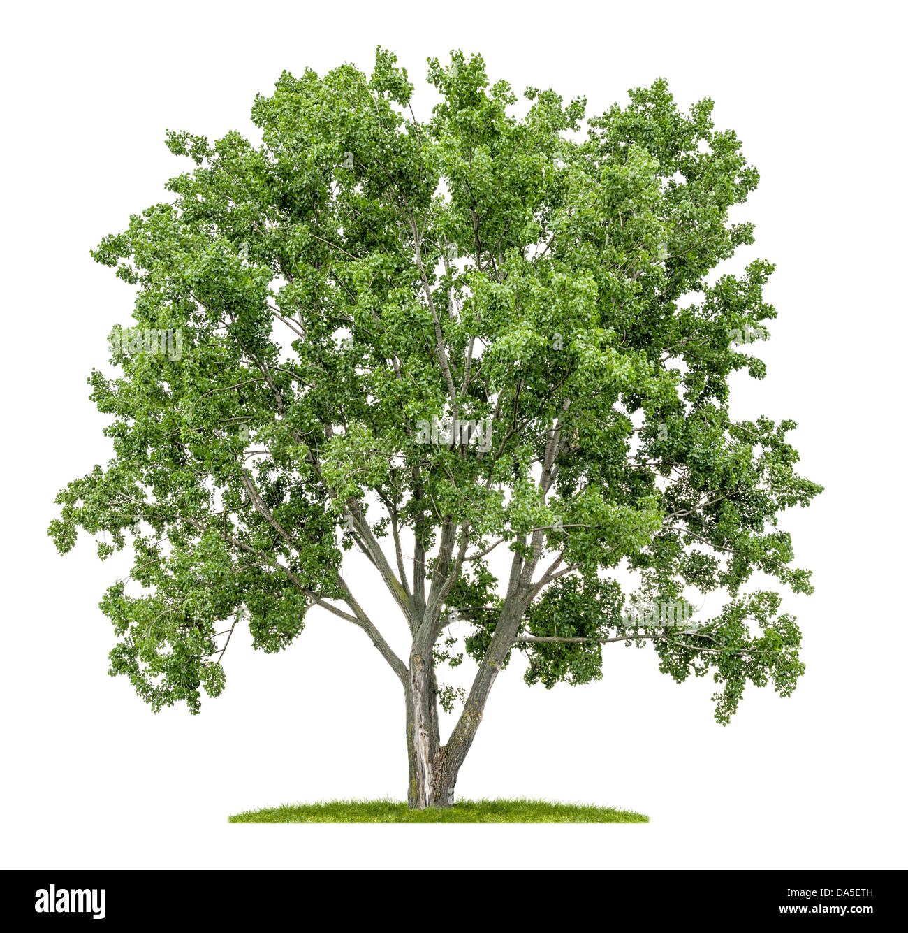 isolated lime tree on a white background Stock Photo - Alamy