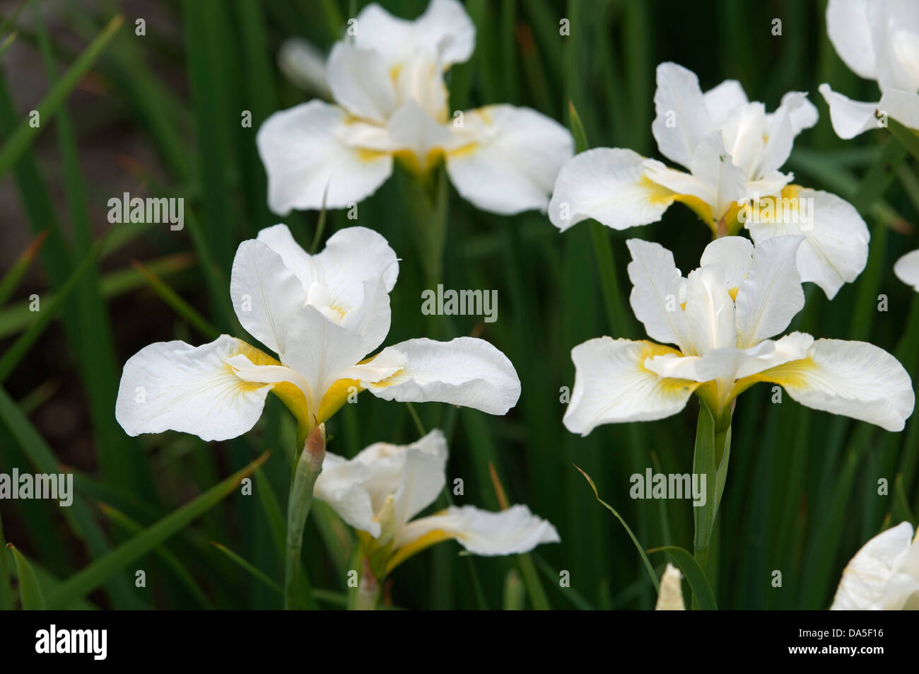 Iris sibirica "White Swirl Stock Photo - Alamy