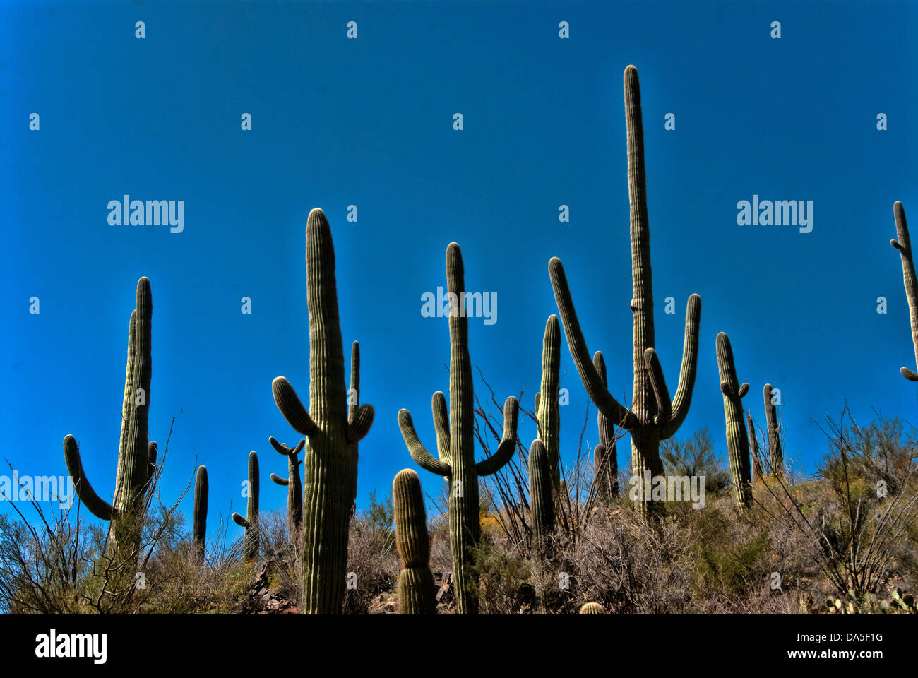 Saguaro national park and cactus hi-res stock photography and images ...