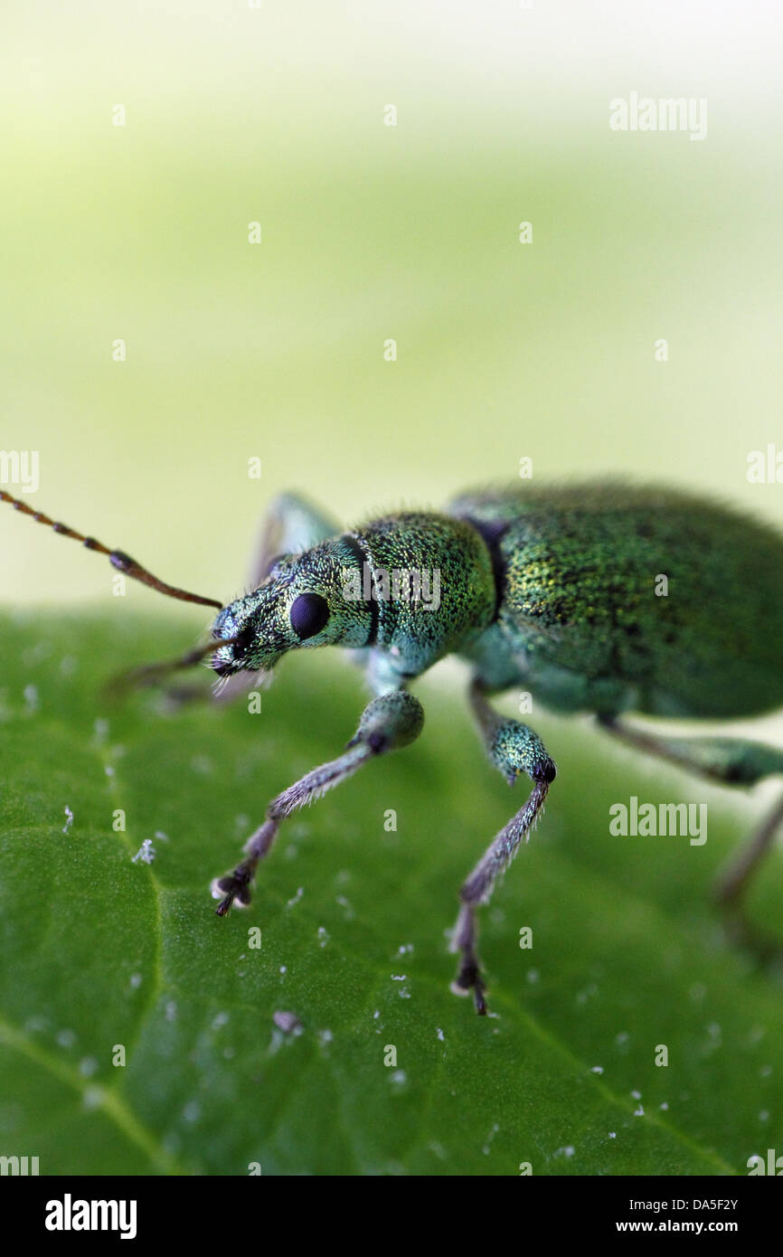 Common leaf weevil hi-res stock photography and images - Alamy