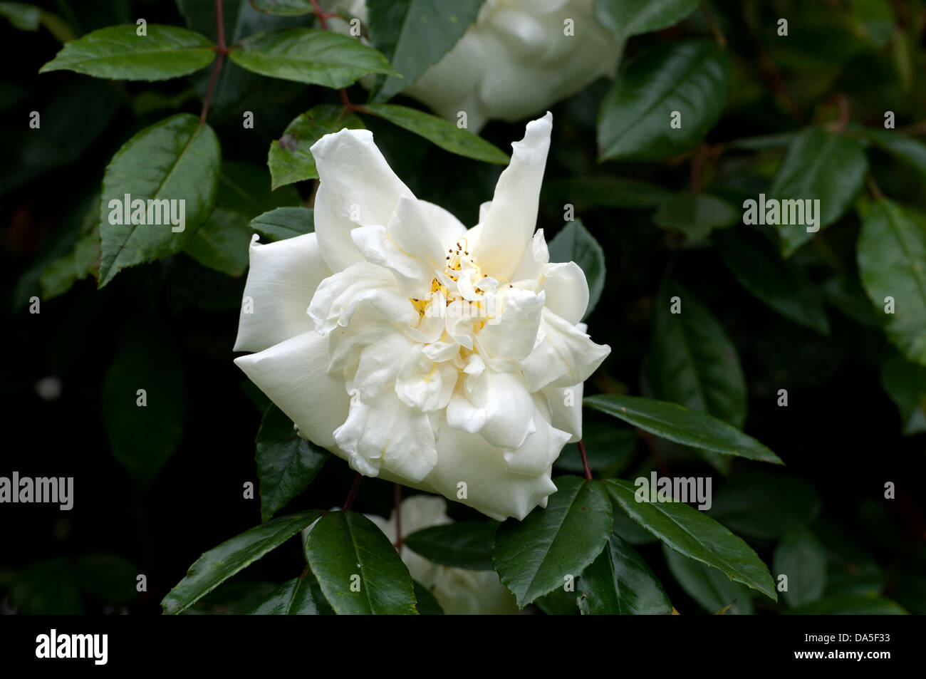 Rose "Alberic Barbier" (rambler Stock Photo - Alamy