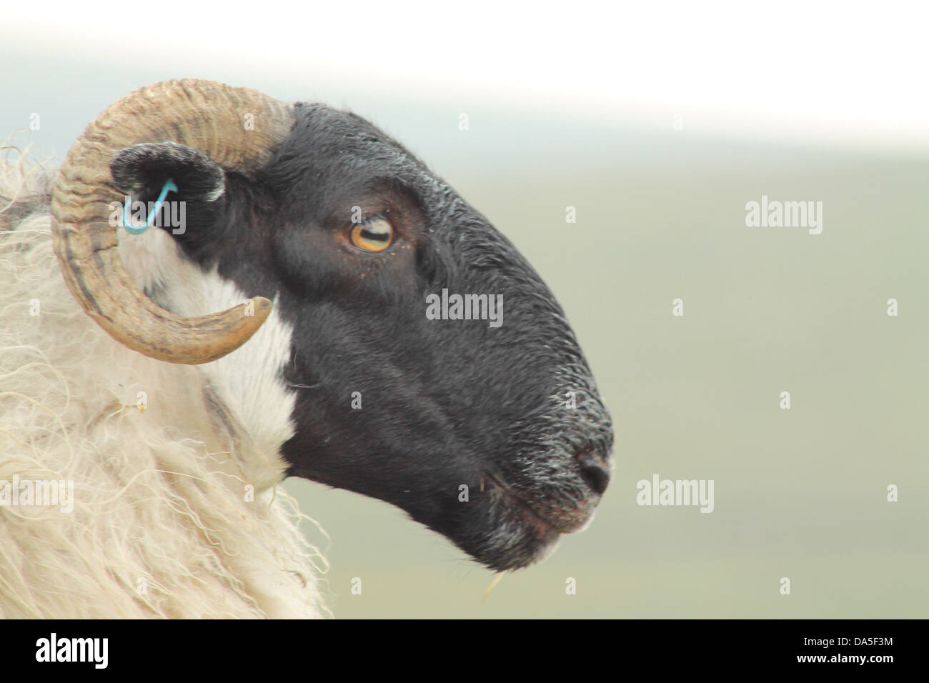 Sheep head profile hi-res stock photography and images - Alamy