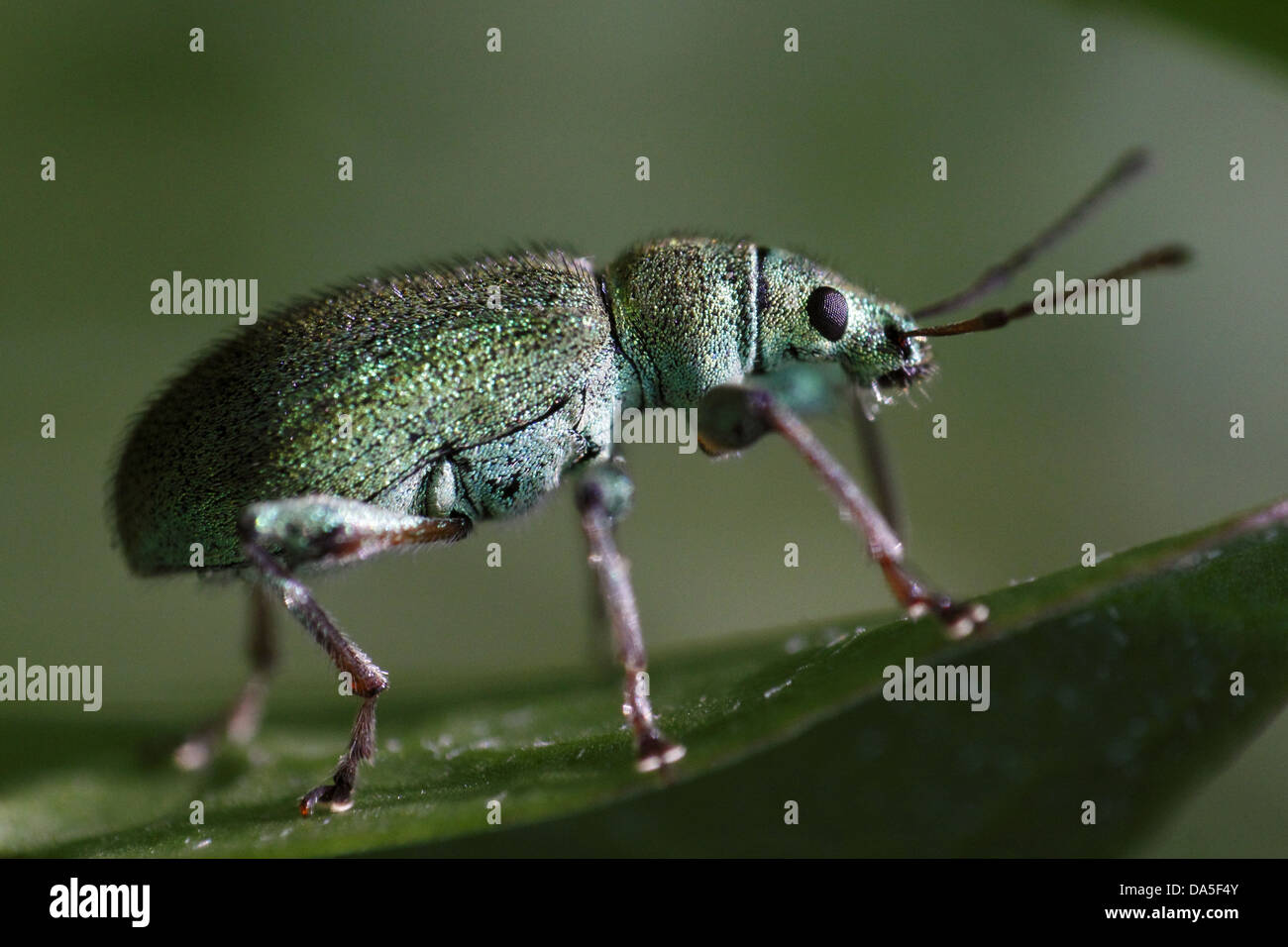 Common leaf weevil hi-res stock photography and images - Alamy