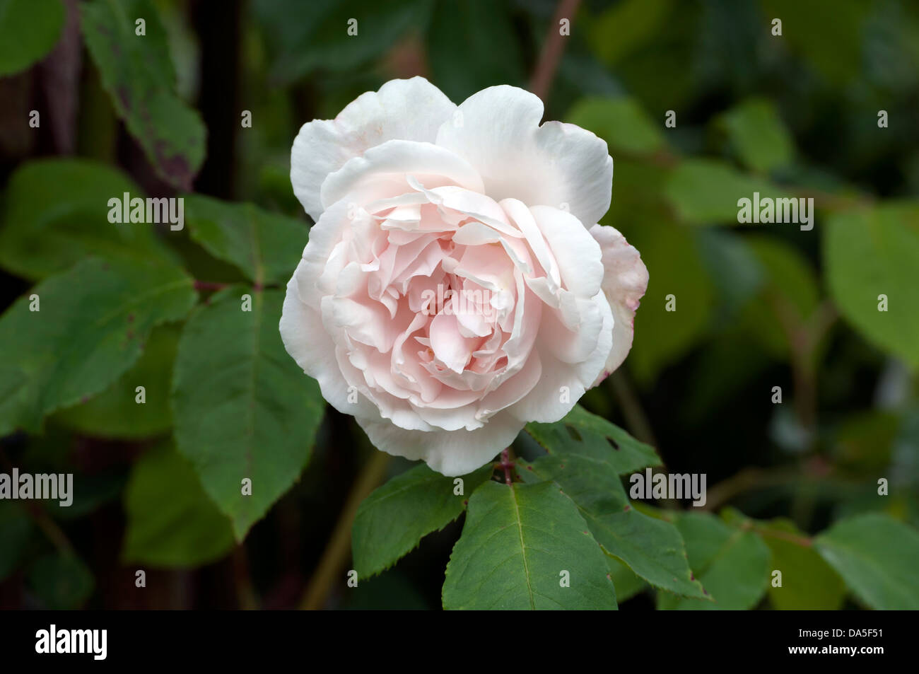 Mme Alfred Carriere Climbing Rose High Resolution Stock Photography and Images - Alamy