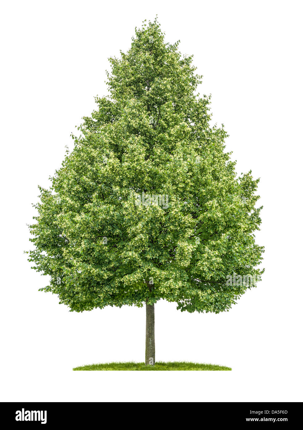 isolated lime tree on a white background Stock Photo - Alamy