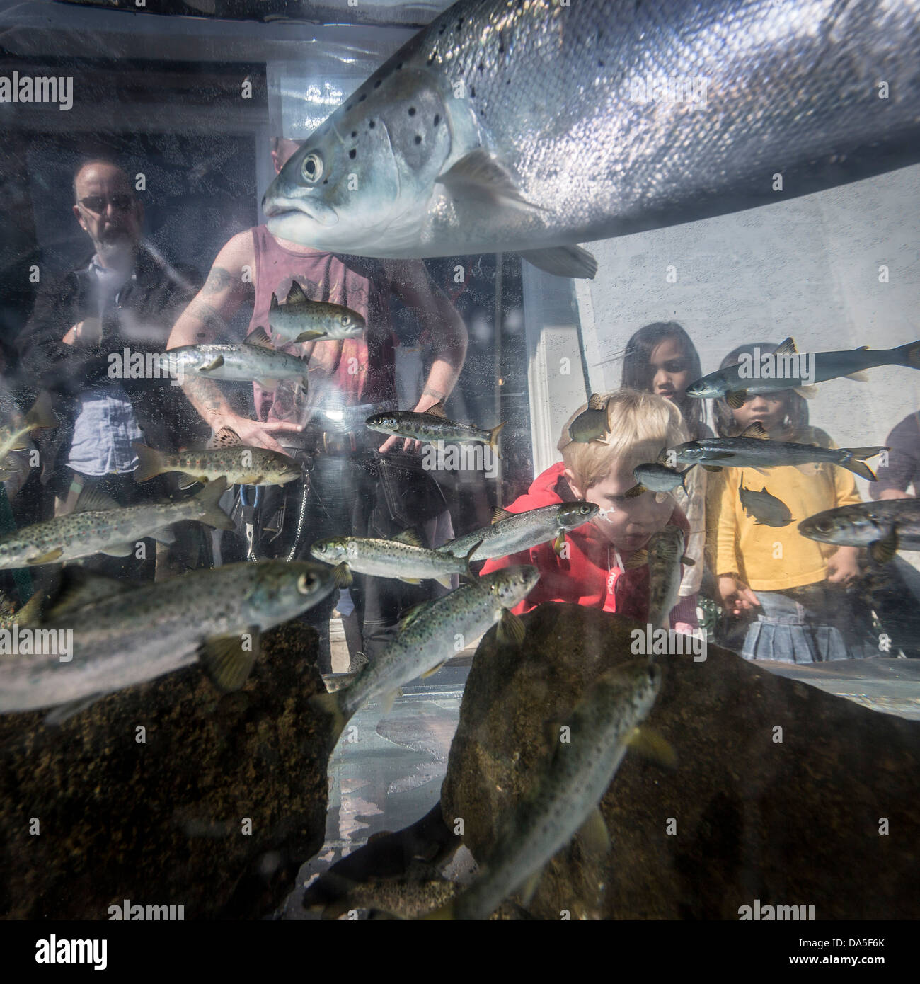 Salmon on display during The Seaman's Festival, Reykjavik, Iceland ...