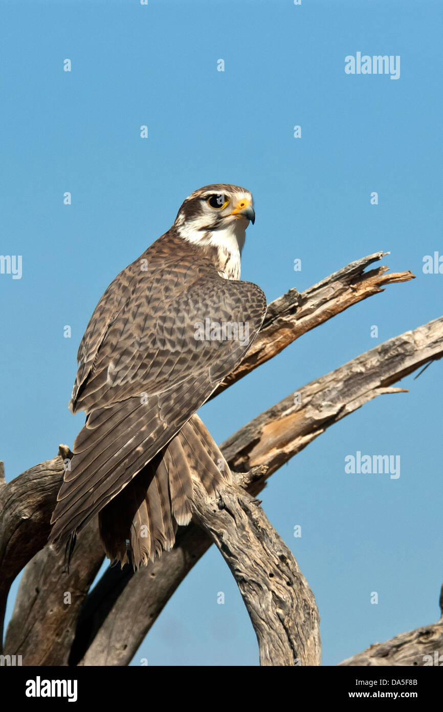 prairie falcon, falco mexicanus, Arizona, bird, USA, United States ...