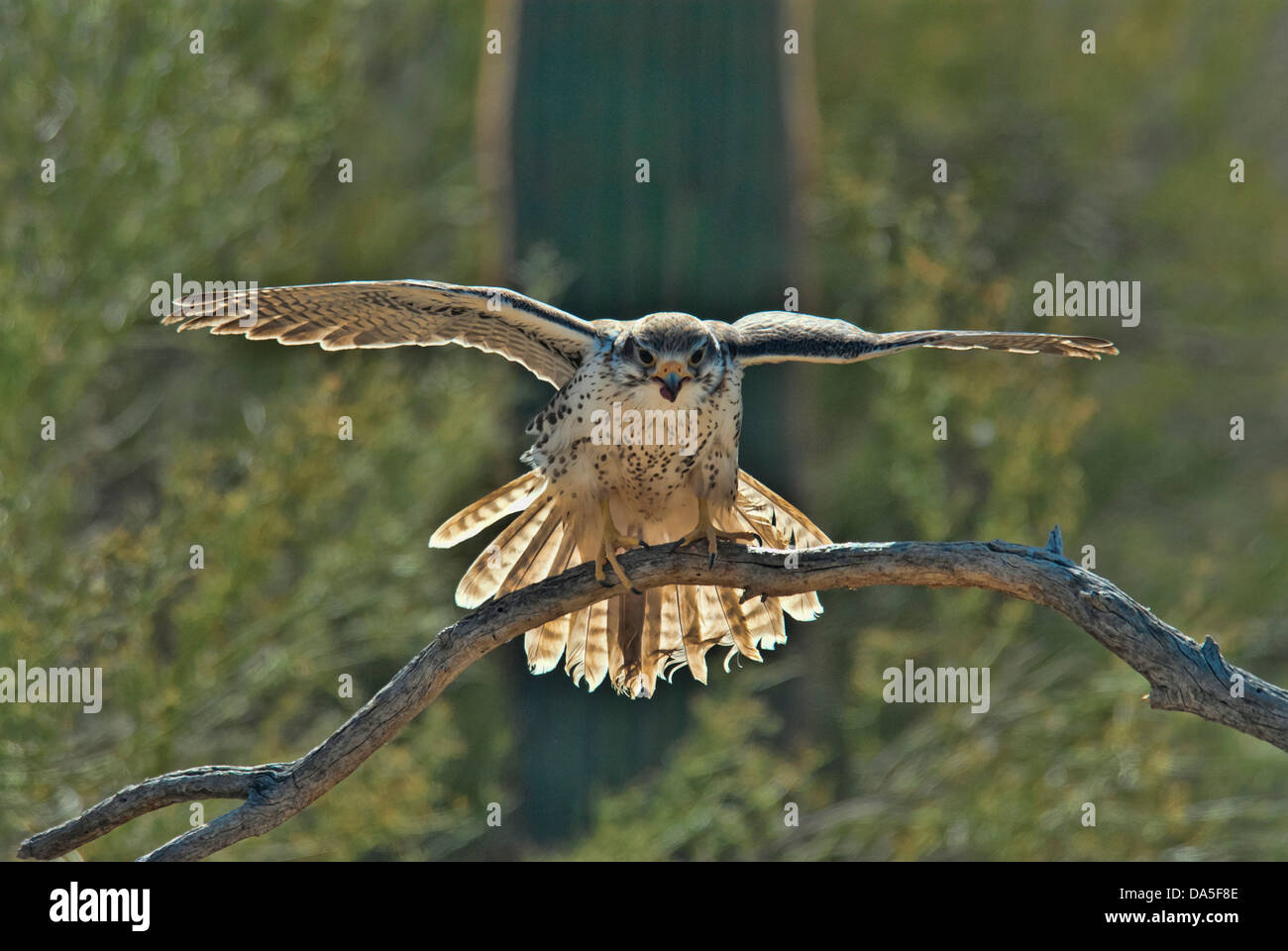 prairie falcon, falco mexicanus, Arizona, bird, USA, United States ...