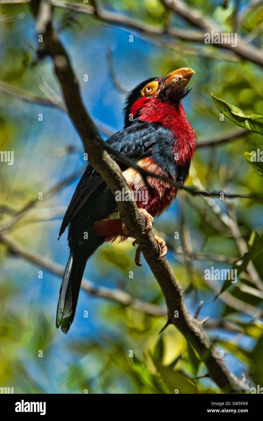 Barbet bird hi-res stock photography and images - Alamy