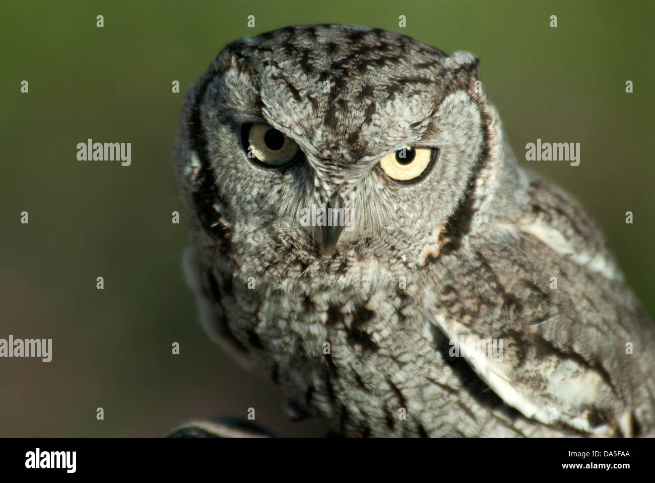 western screech owl, megascops kennicottii, Arizona, USA, United States ...
