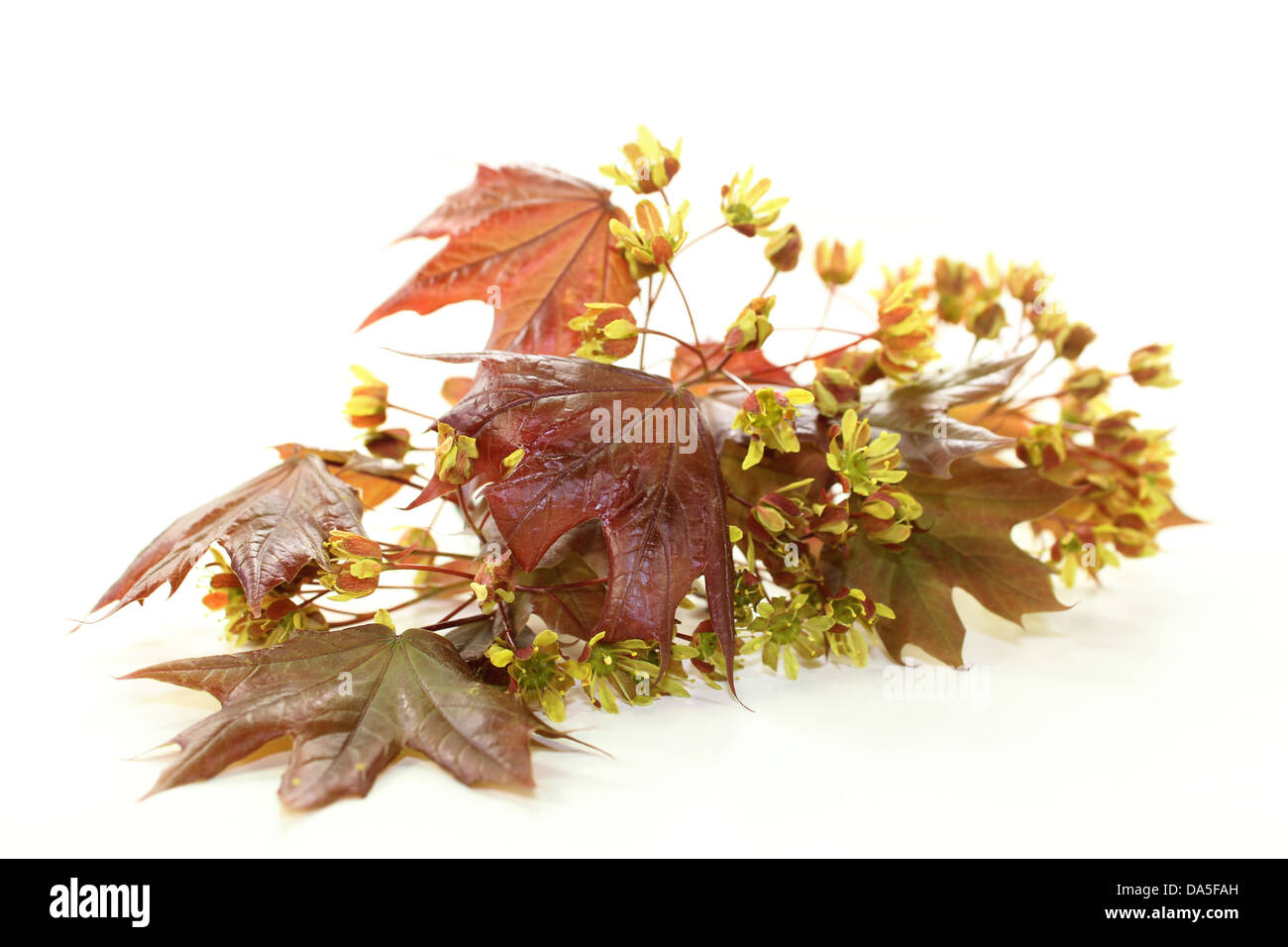 Maple leaves branch branch Cut Out Stock Images & Pictures - Alamy