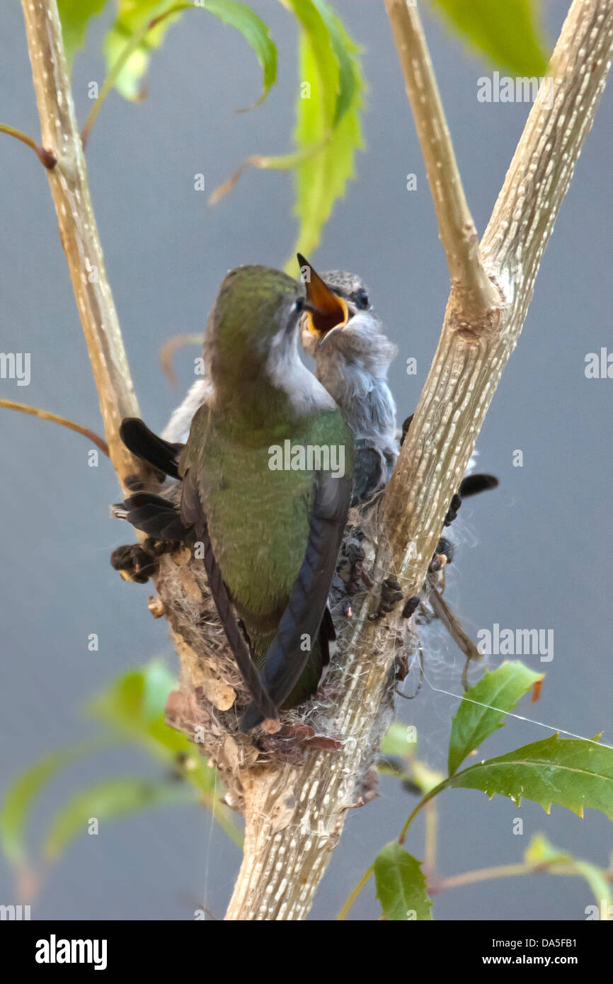 Costa's hummingbird and nest hi-res stock photography and images - Alamy