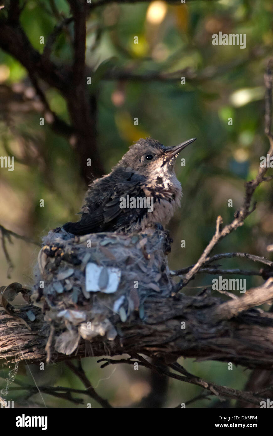 nesting Anna's hummingbird, calypte anna, Arizona, nest, USA, United ...