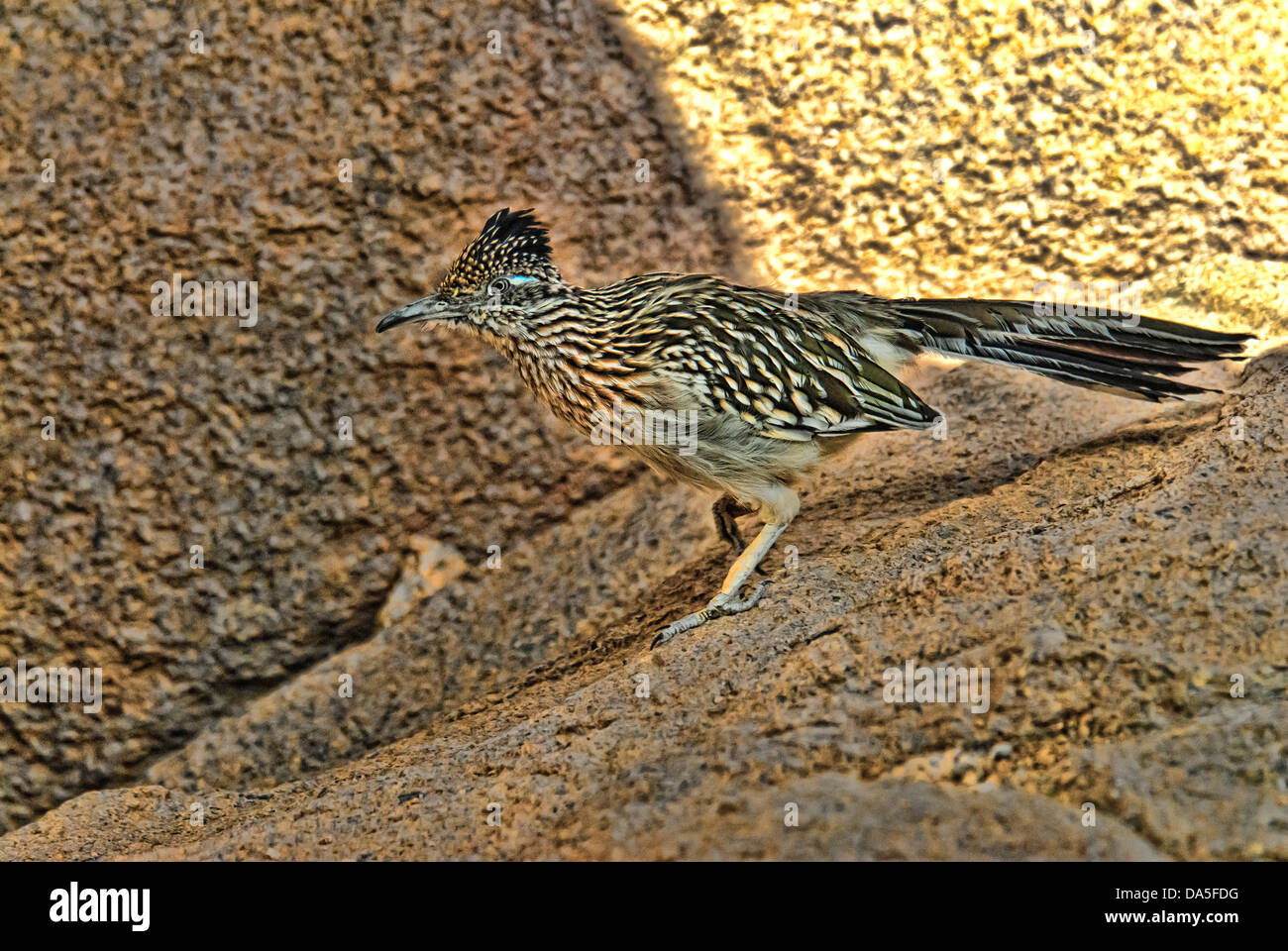 Roadrunner bird hi-res stock photography and images - Alamy