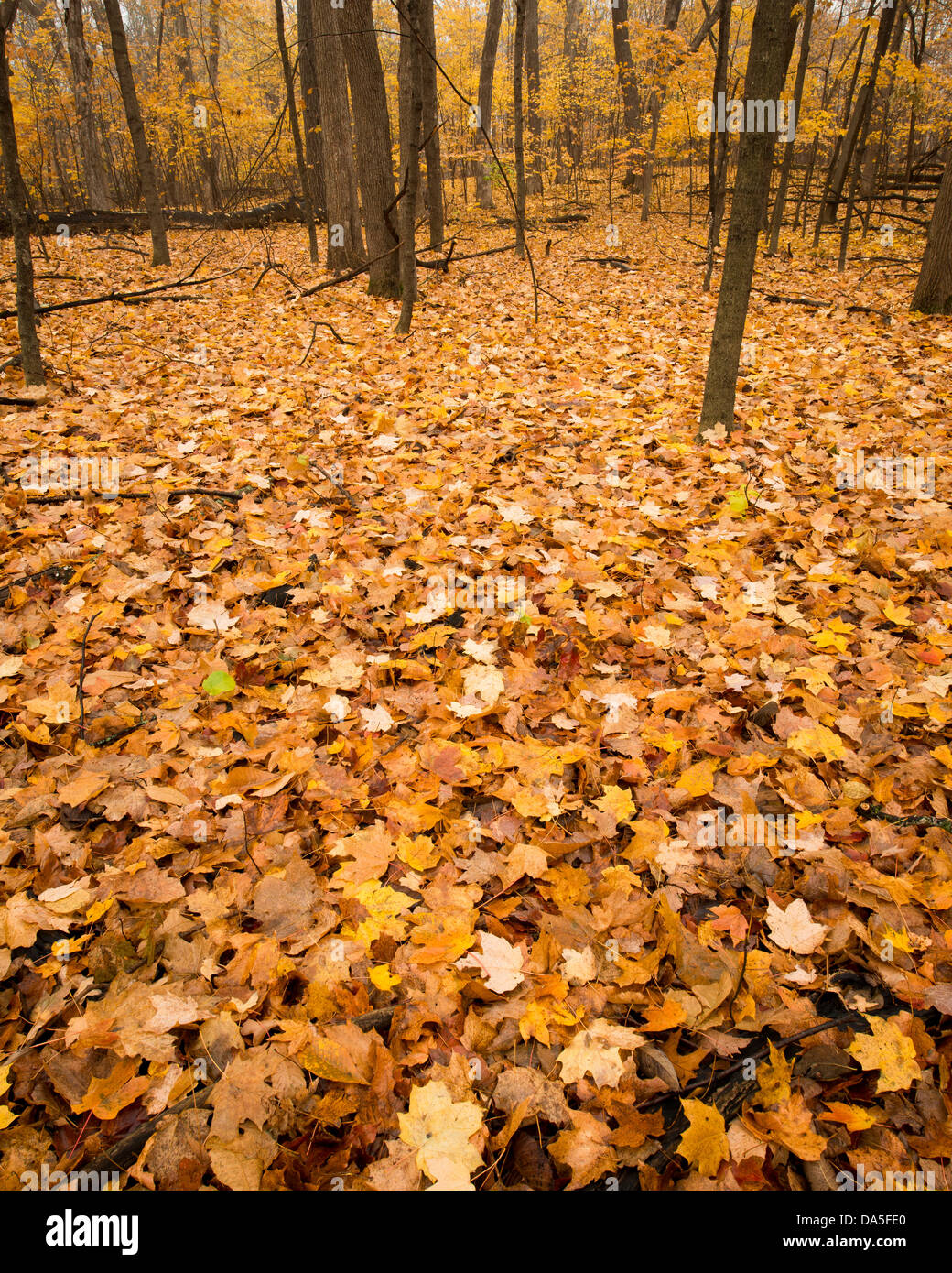 Forest floor carpet in leaves hi-res stock photography and images - Alamy