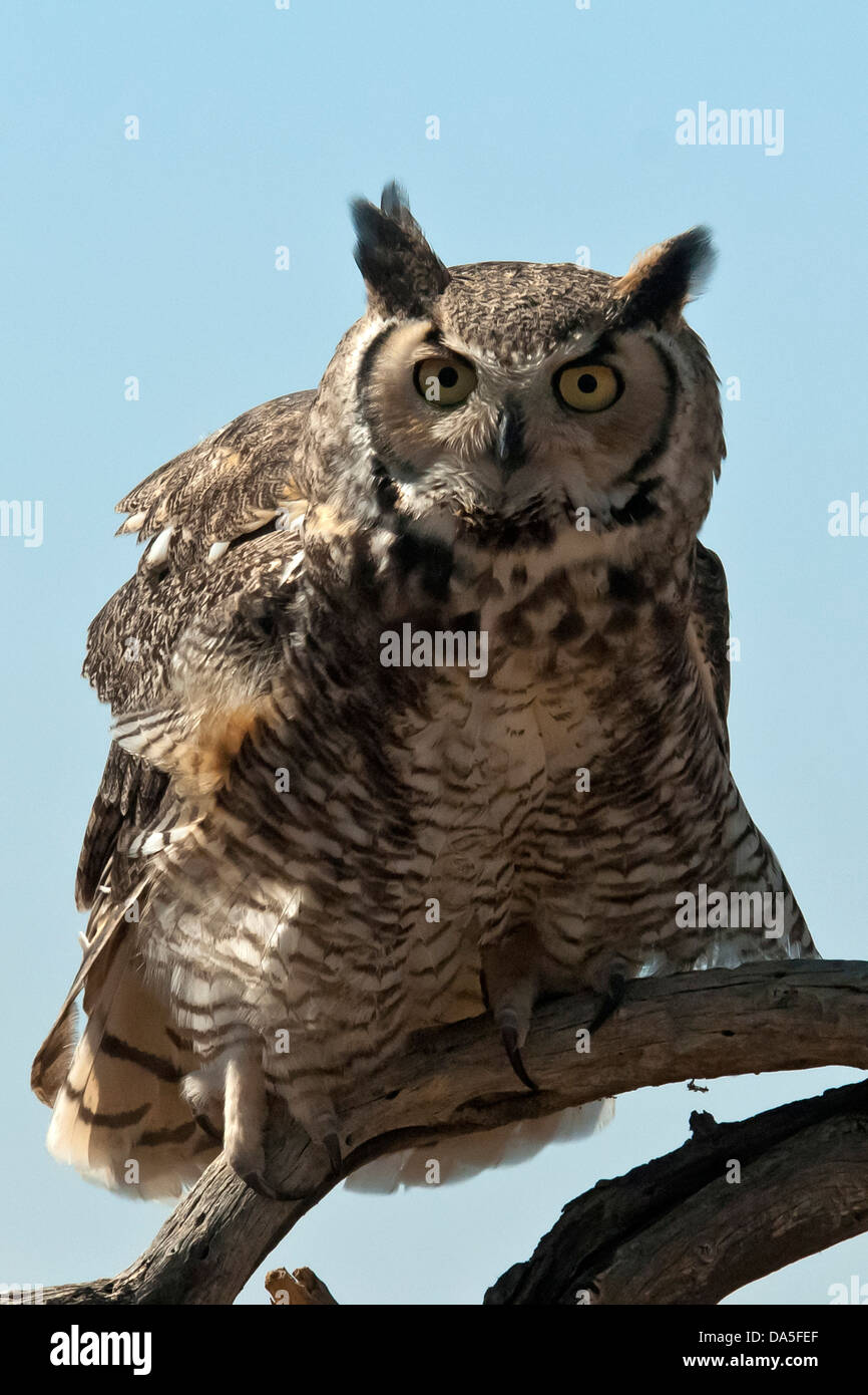Arizona owl hi-res stock photography and images - Alamy