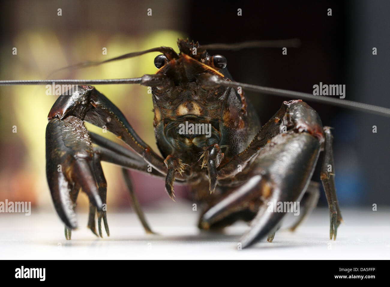 Crawfish pincer hi-res stock photography and images - Alamy