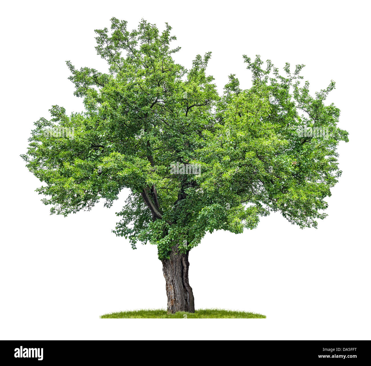 Trunk mulberry Cut Out Stock Images & Pictures - Alamy